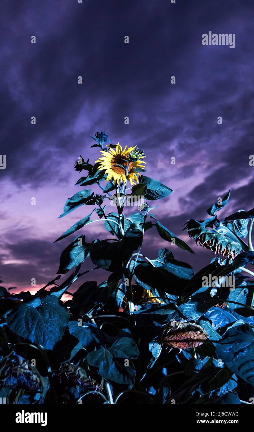 Night view sunflower hi-res stock photography and images - Alamy