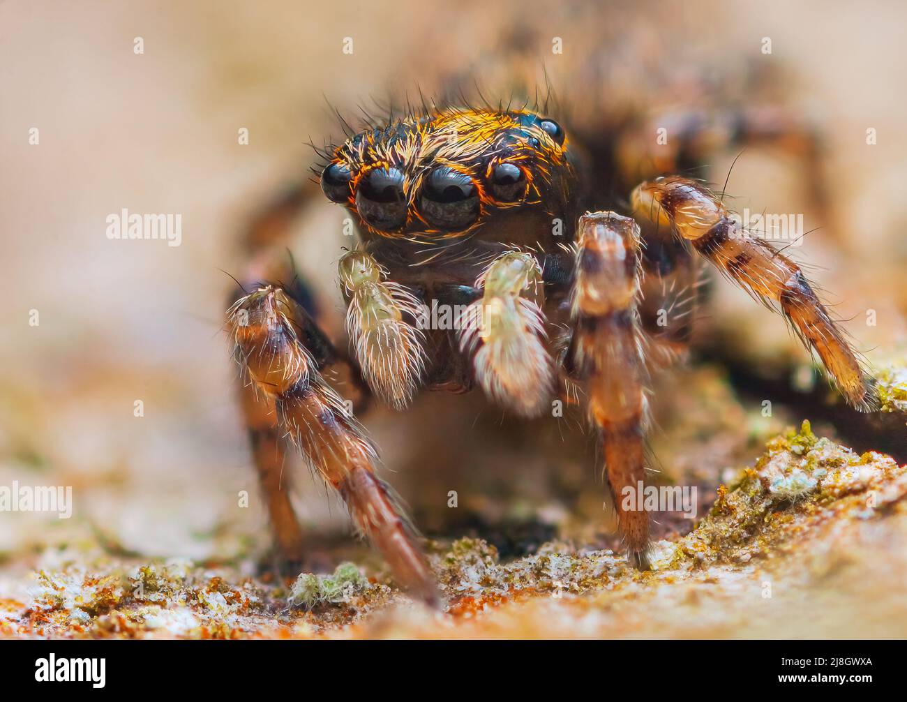 Little jumping spider looking to the camera Stock Photo - Alamy