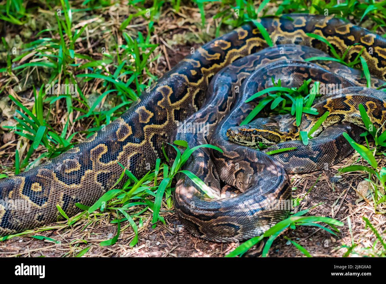 Super snake hi-res stock photography and images - Alamy