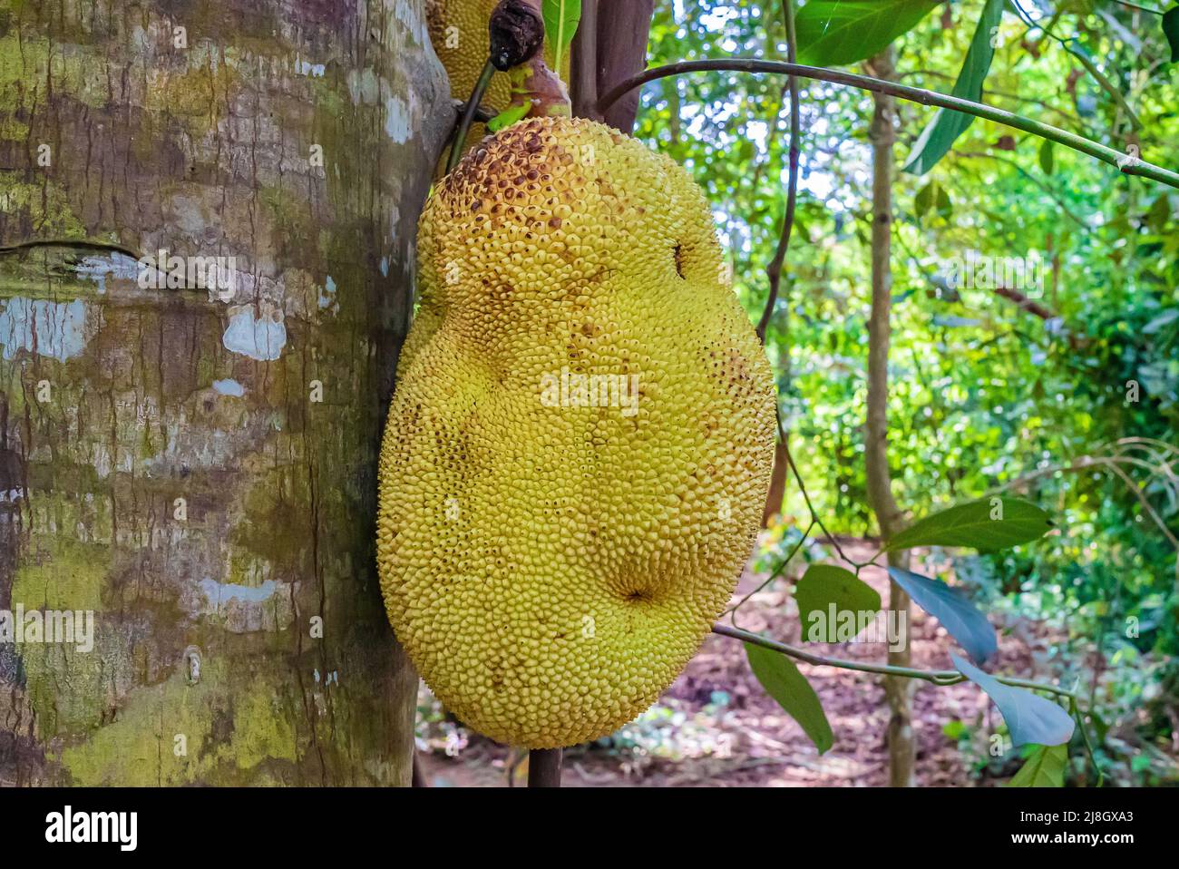 Close up of jackfruit, jaca hanging from a jackfruit tree. Species ...