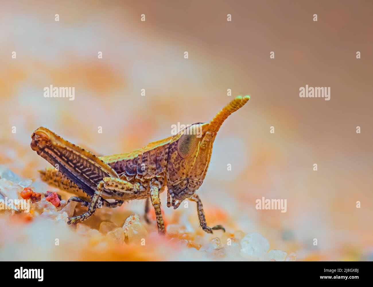 Small brown grasshopper on sand Stock Photo - Alamy