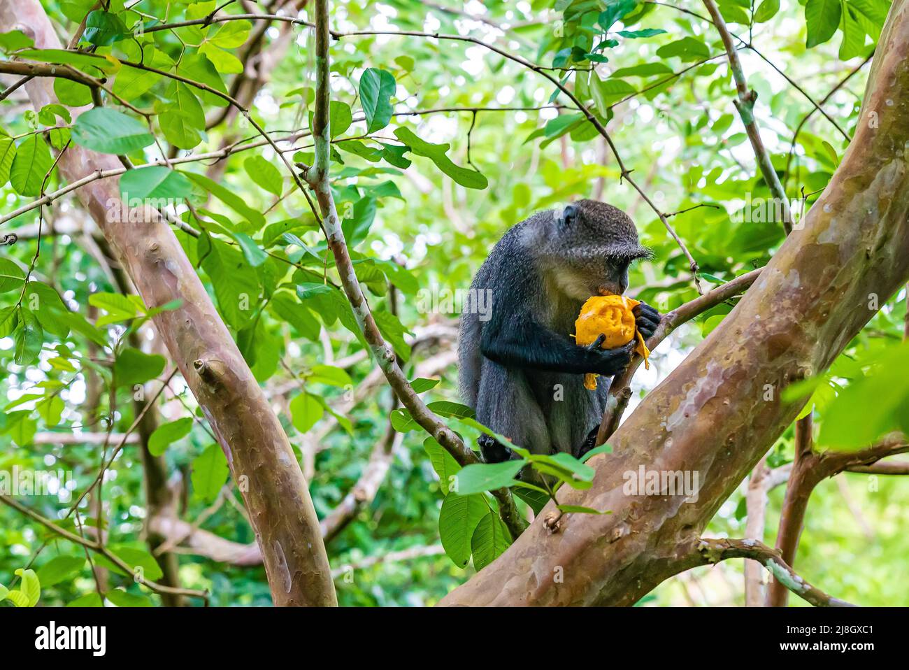 Monkey sitting on a branch eating a mango in forest. Zanzibar, Tanzania ...