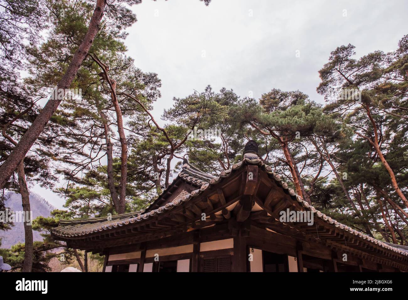 The beautiful landscape of fine tree forest Stock Photo - Alamy