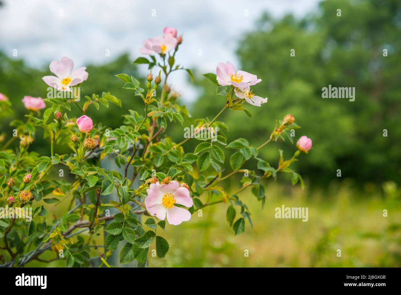 Wild rose flowers Stock Photo - Alamy