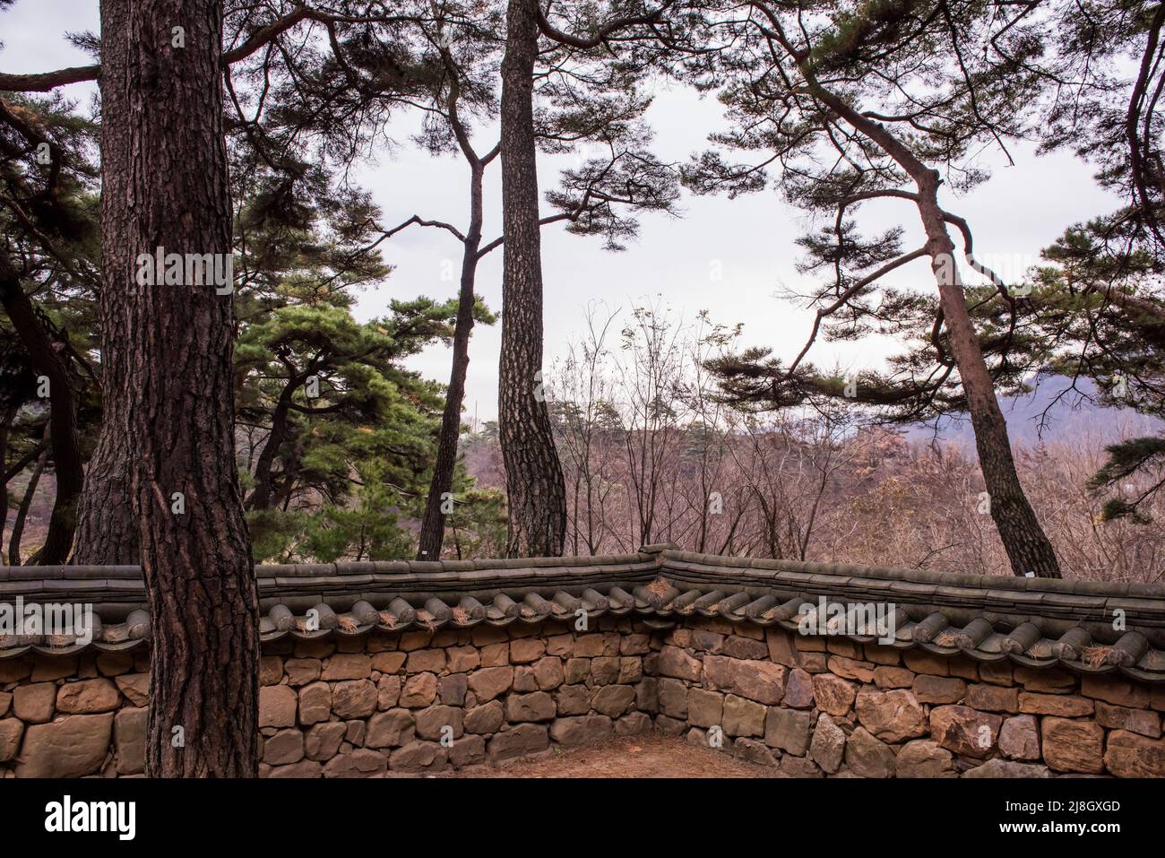 The beautiful landscape of fine tree forest Stock Photo - Alamy