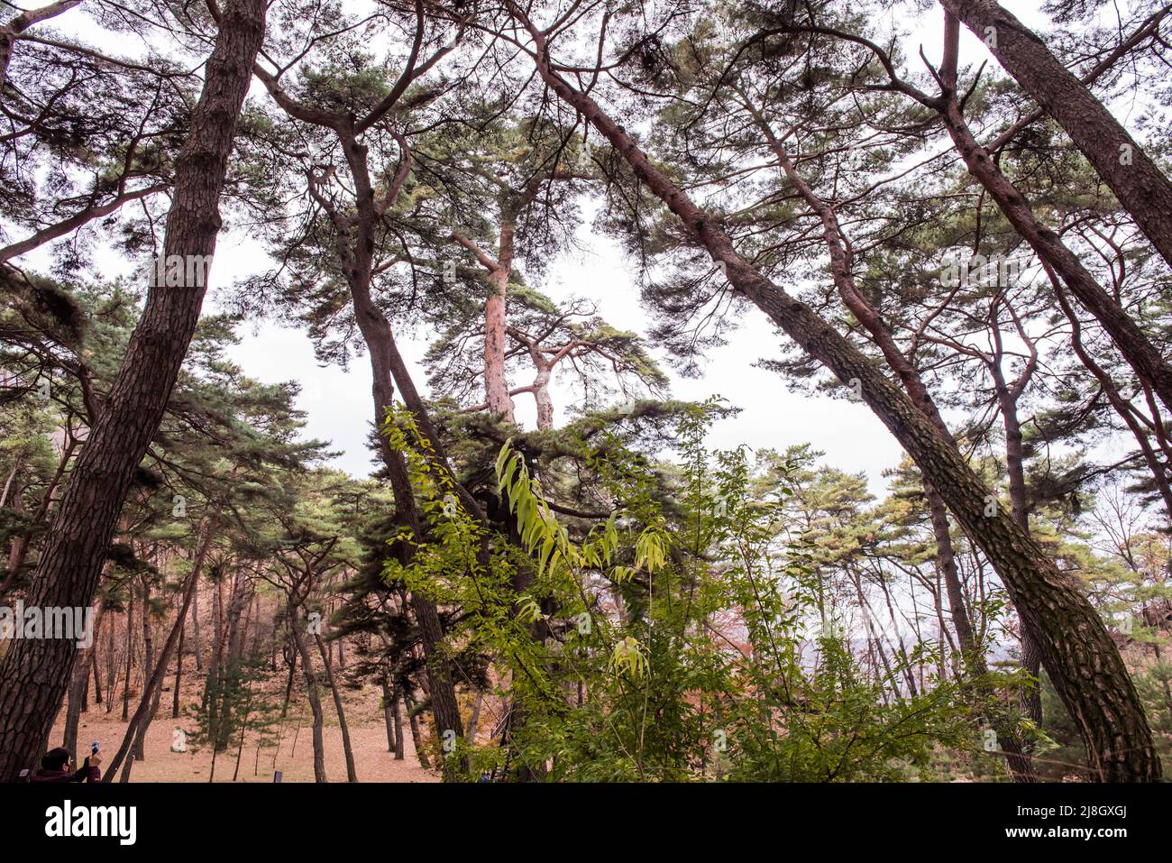 Fine tree hi-res stock photography and images - Alamy