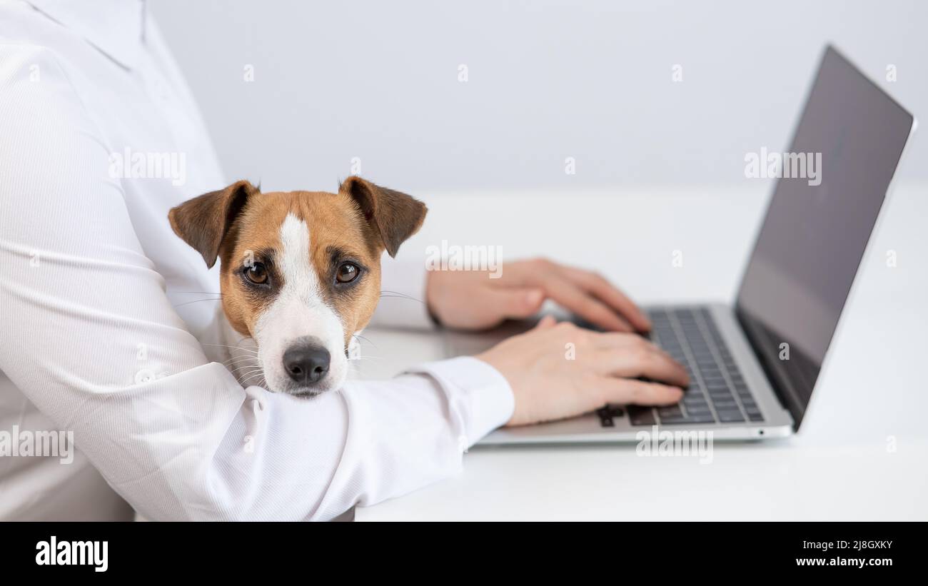 Working jack russell hi-res stock photography and images - Alamy