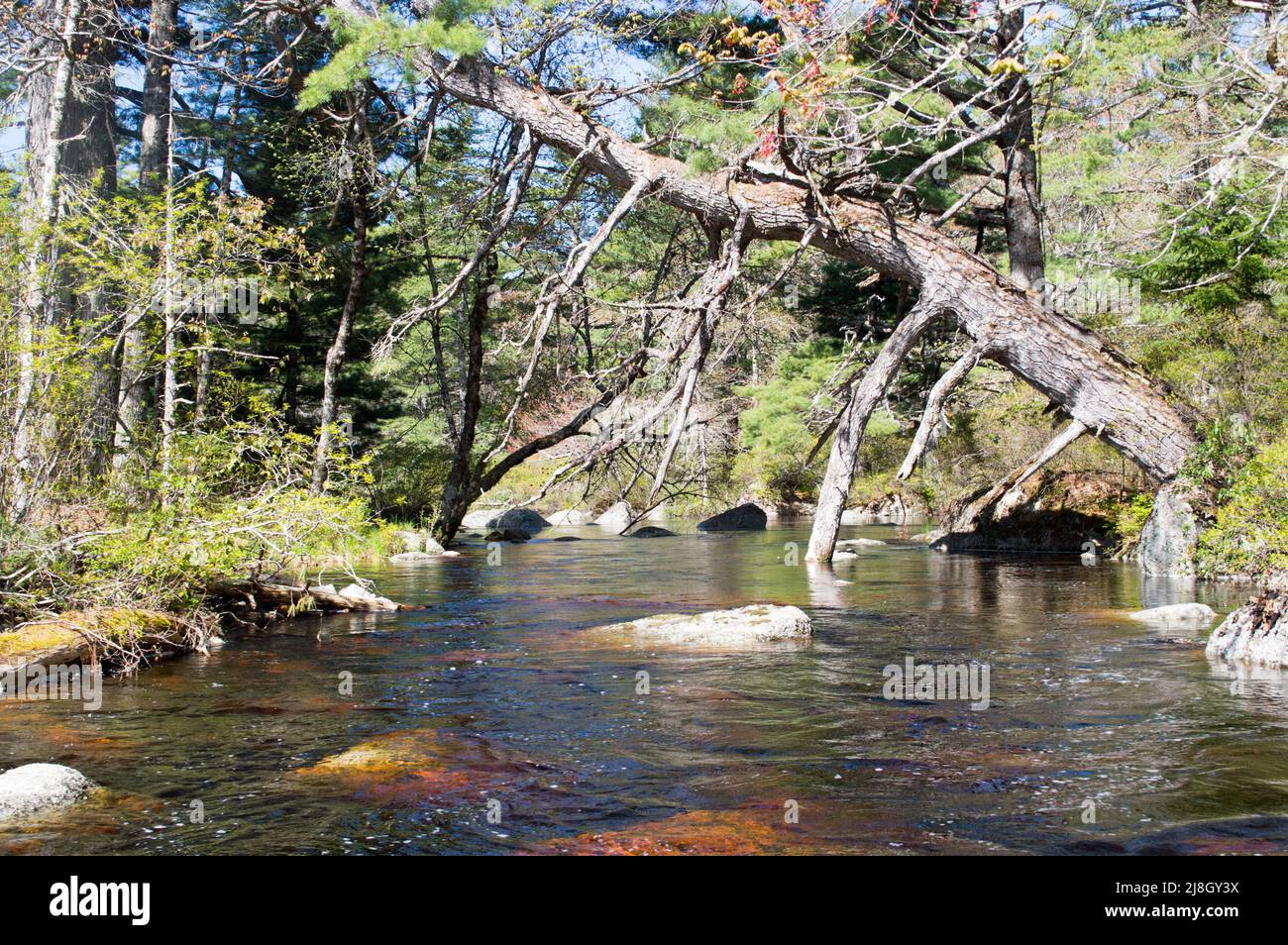 Pine Tree over Shelburne River, NS Stock Photo - Alamy