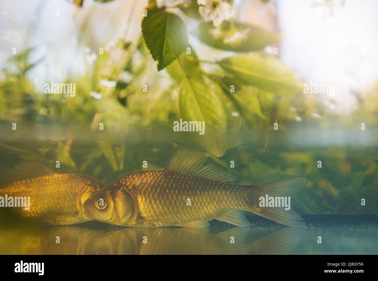 fish in shallow water among greenery, underwater world Stock Photo - Alamy
