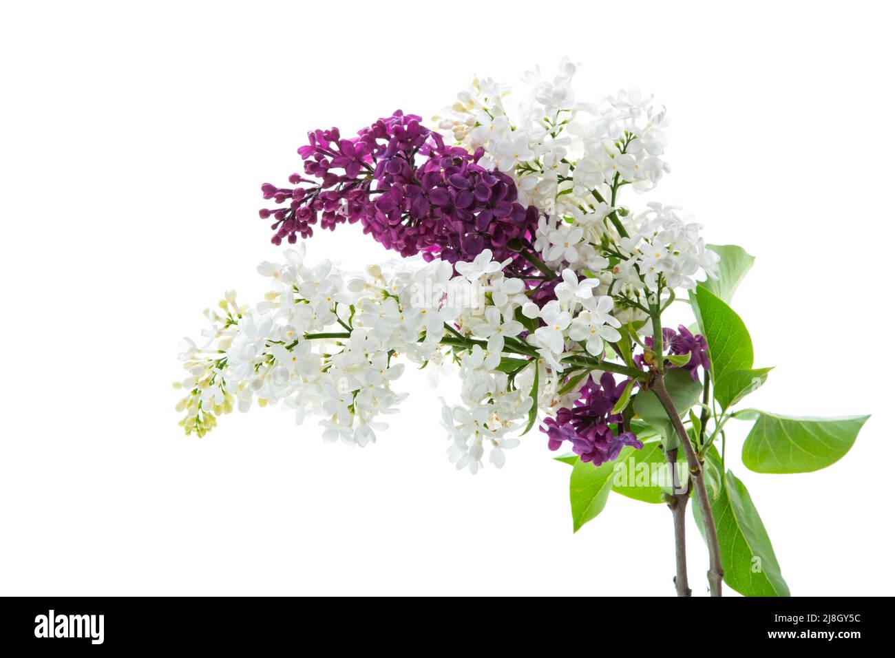 Bouquet of beautiful spring lilacs of different colors isolated on ...