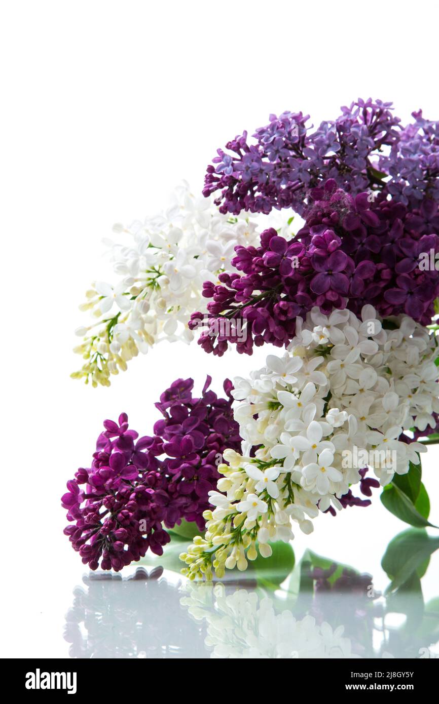 Bouquet of beautiful spring lilacs of different colors isolated on ...