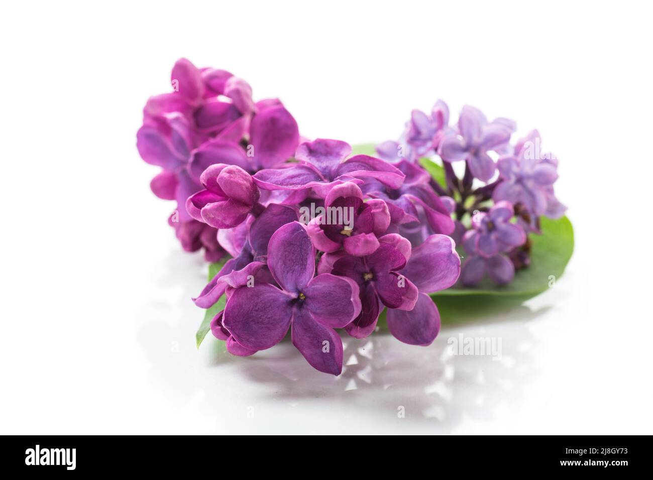 small bouquet of beautiful spring lilac dark purple color isolated on ...