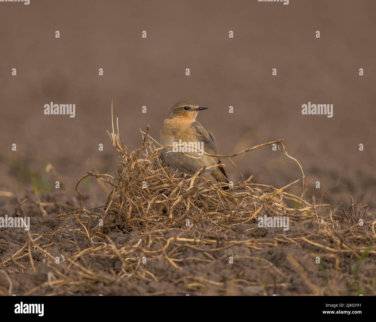 Wheatear captured on canon r5 hi-res stock photography and images - Alamy