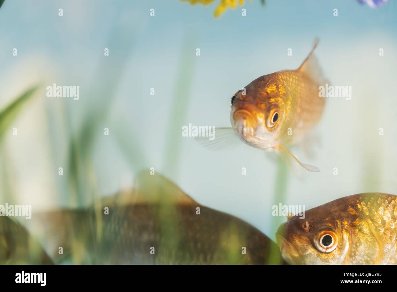 fish looking at the camera, underwater world Stock Photo - Alamy