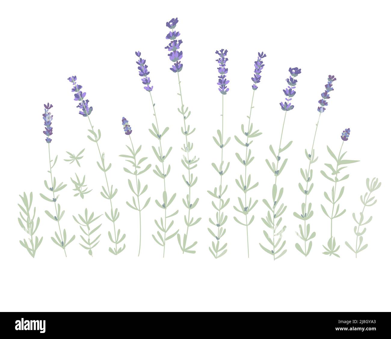 Set of lavender flowers elements. Botanical illustration. Collection of ...
