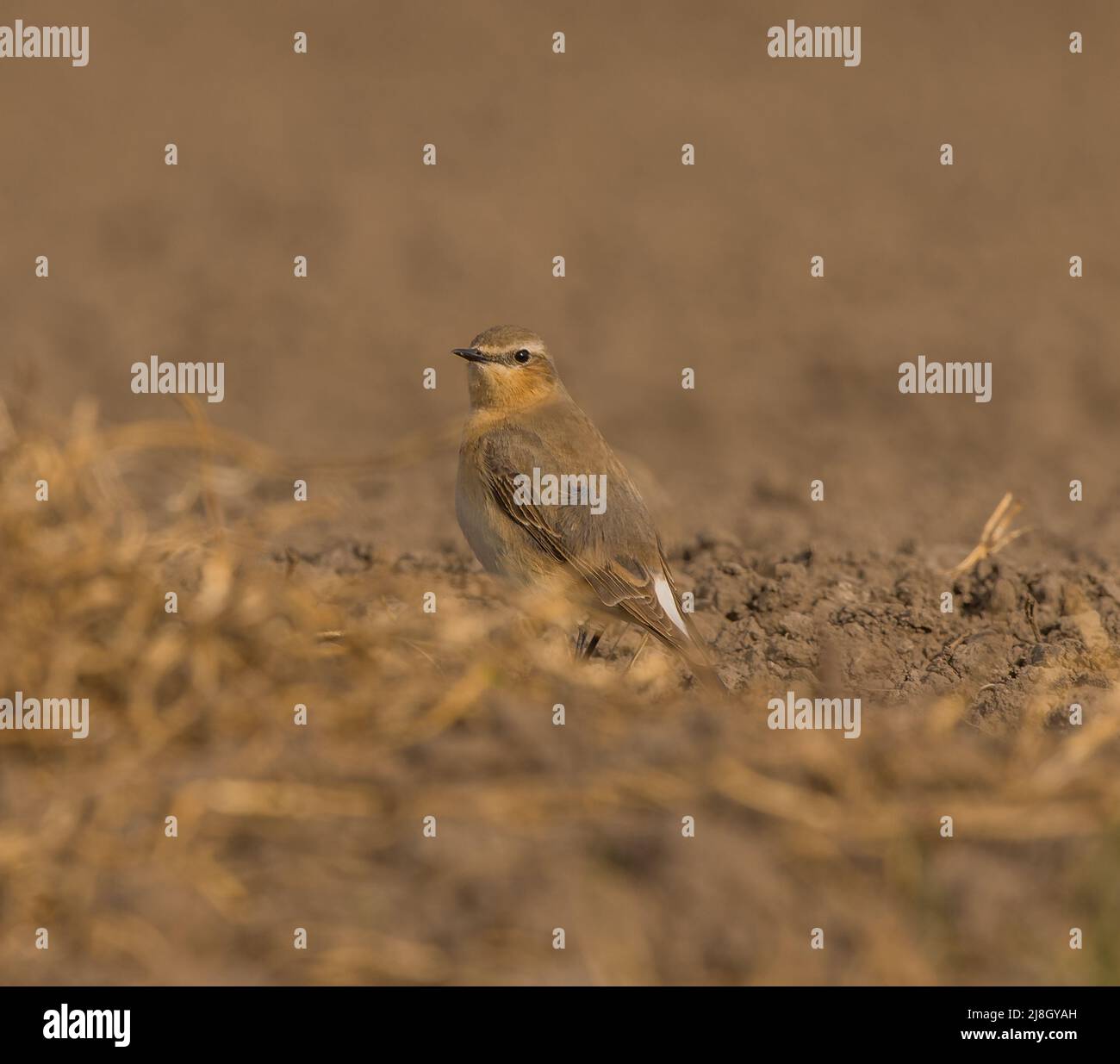 Wheatear captured on canon r5 hi-res stock photography and images - Alamy