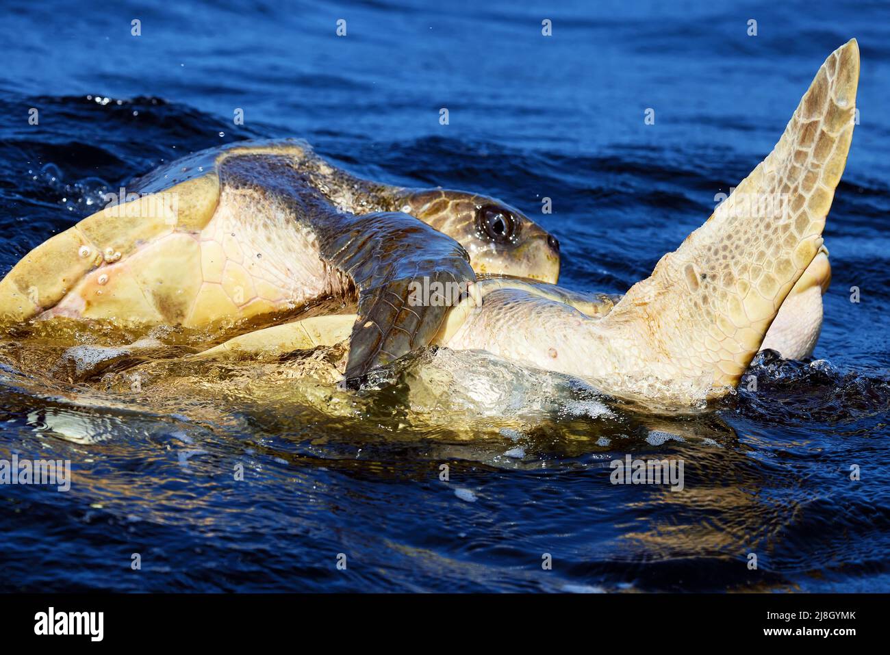 Mating sea turtles hi-res stock photography and images - Alamy