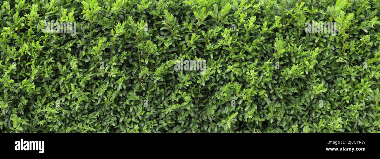 Boxwood hedge texture. Buxus plant pattern. Gardening hedge background ...