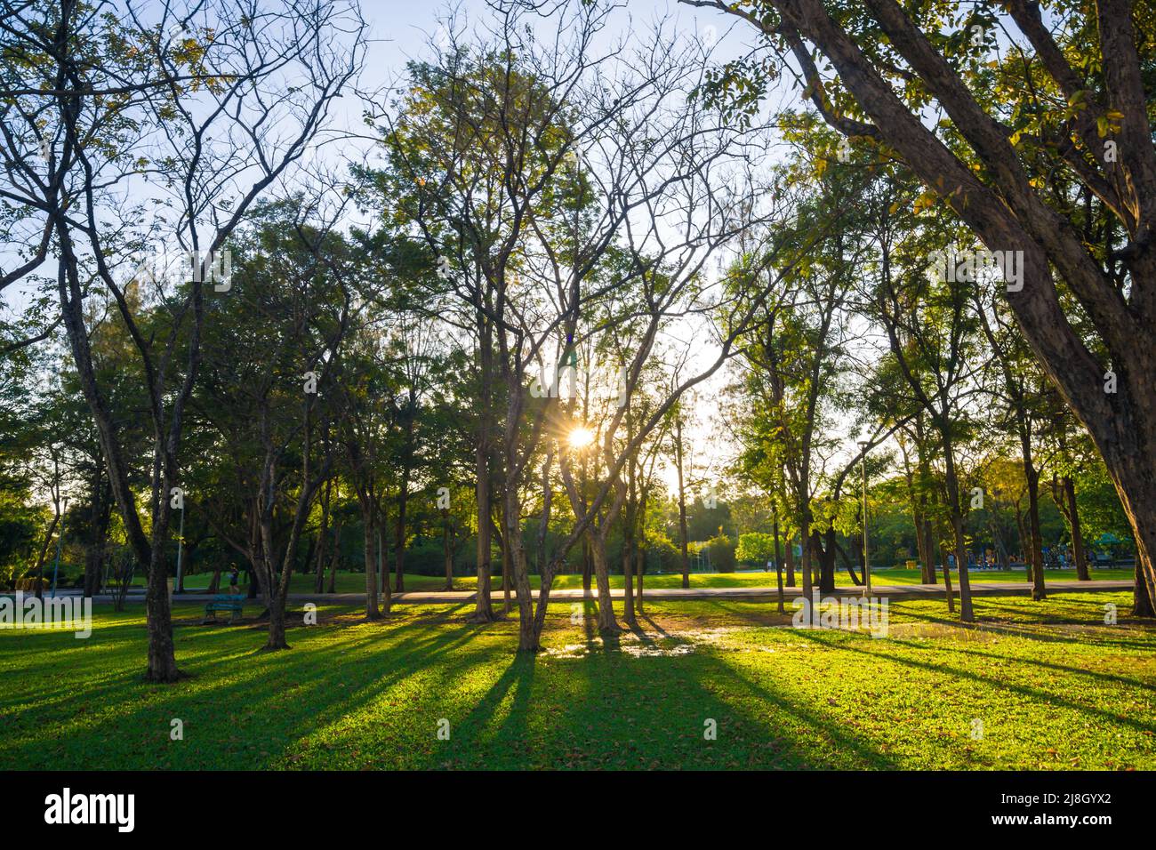 Green public park sunset light sky with tree and meadow Stock Photo - Alamy