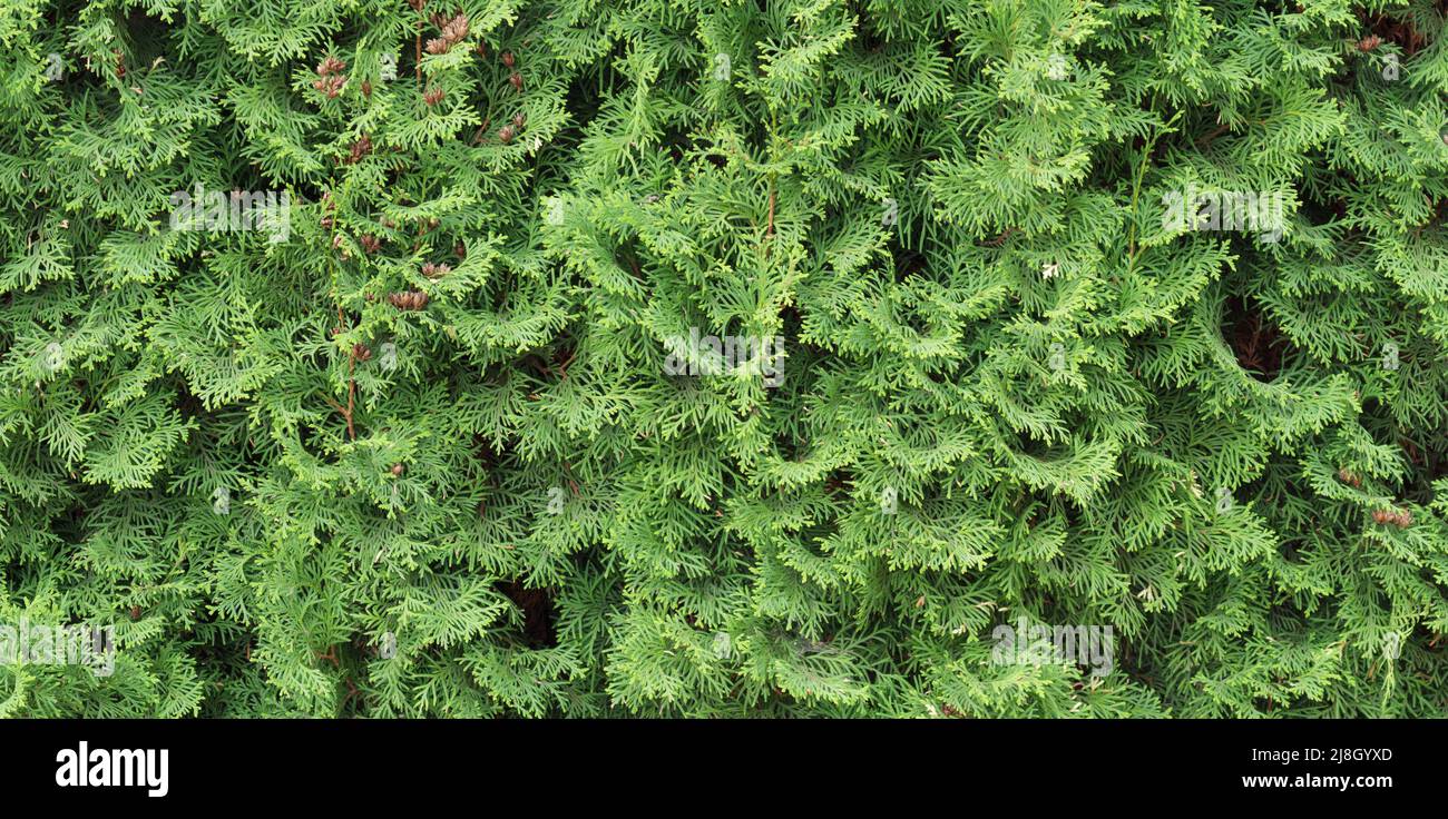 Thuja hedge texture. Arborvitae plant pattern. Gardening hedge ...