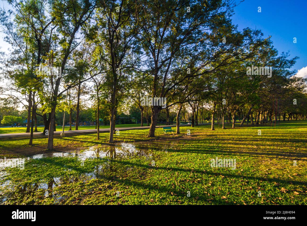 Green tree park sunset foliage meadow with blue sky cloud nature ...