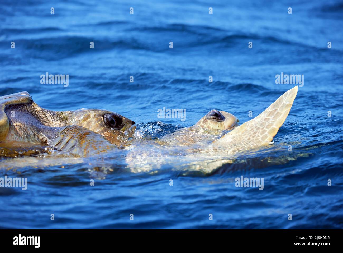Mating of sea turtles in the open ocean. Olive ridley sea turtles or ...