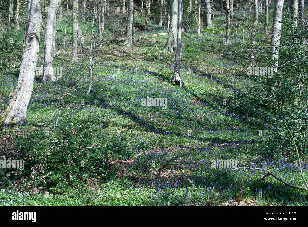 Early bluebells hi-res stock photography and images - Alamy