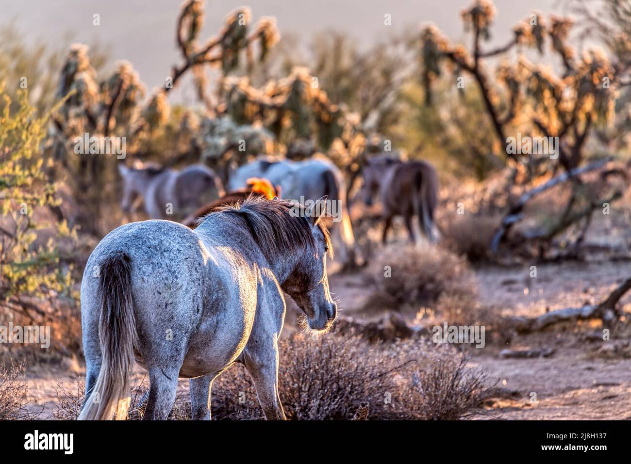 Salt River Wild Horses in Tonto National Forest near Phoenix, Arizona ...