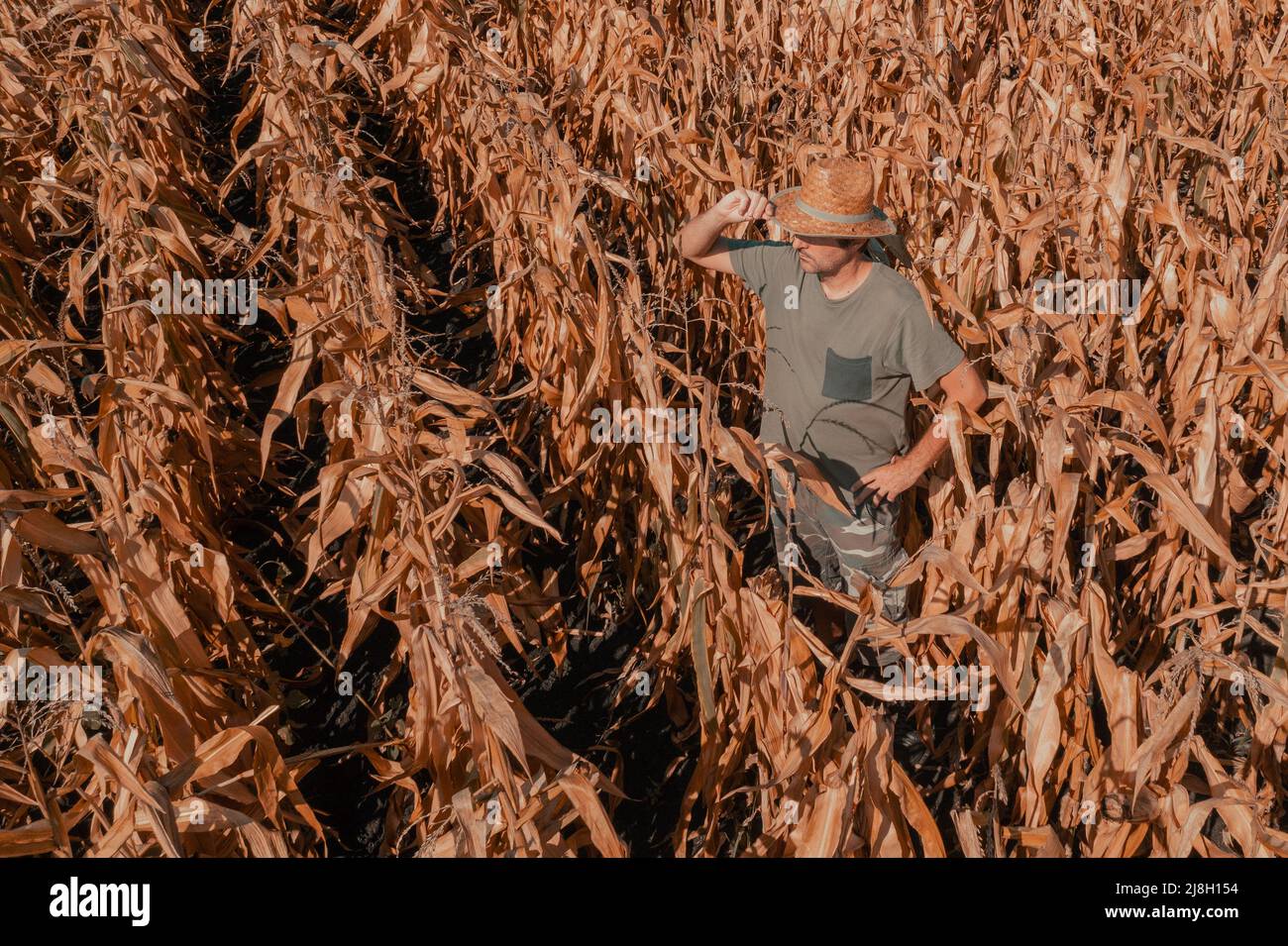 Aerial shot of male agronomist and farmer standing in ripe harvest ...