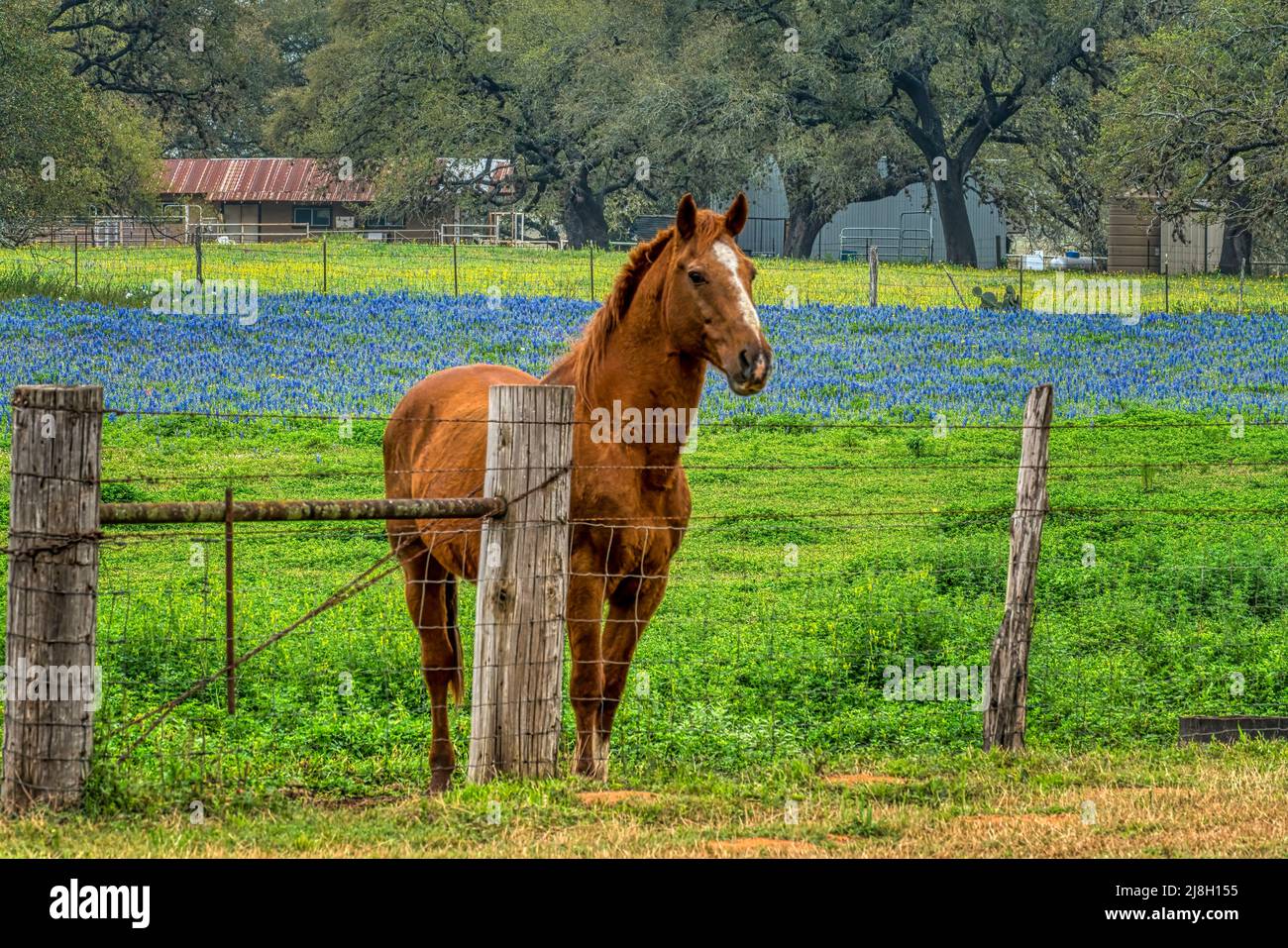 A horse and bluebonnets on a ranch in the Hill Country of Texas Stock ...