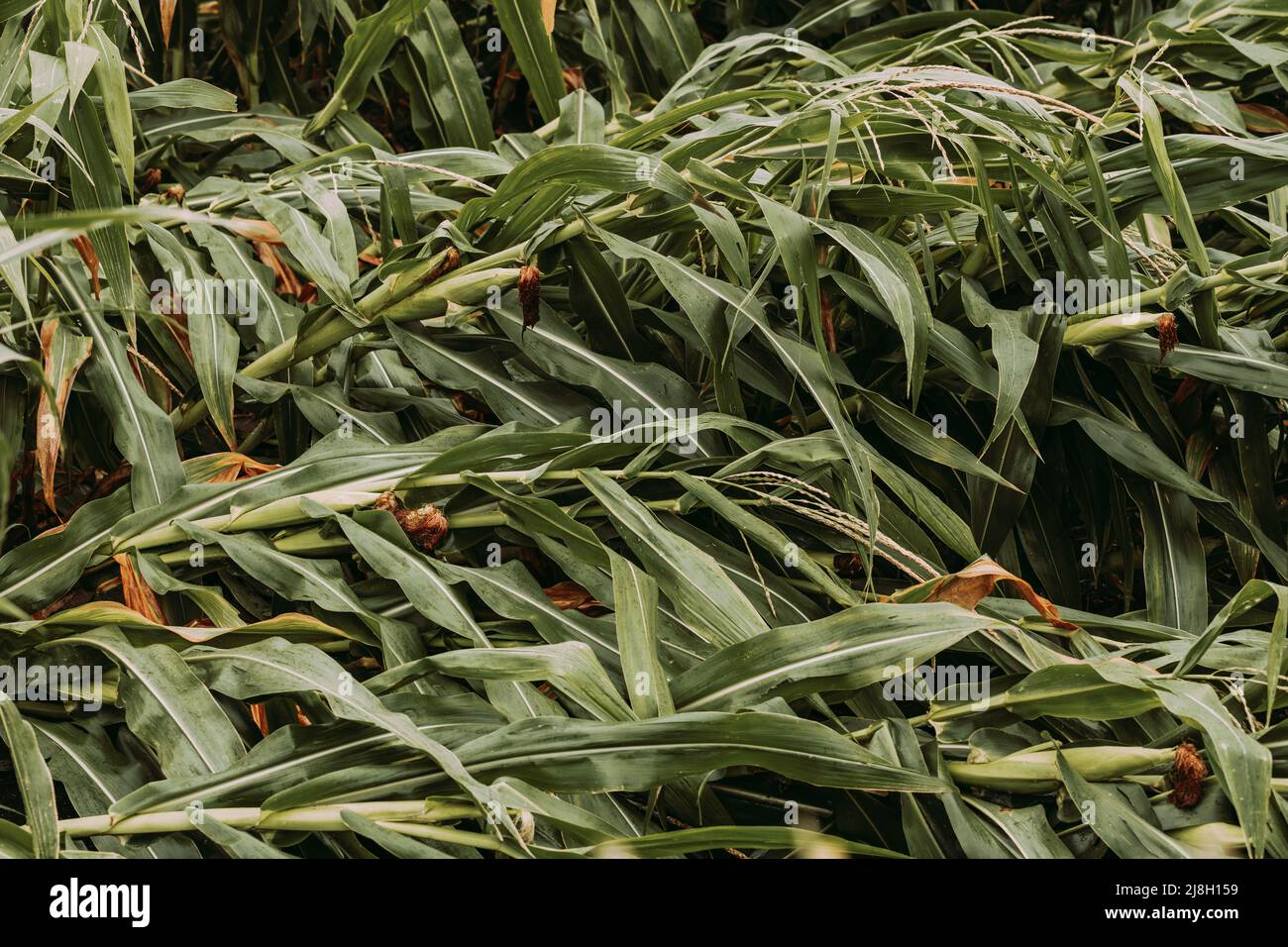 Corn crops with knocked over bent stem after severe wind storm in field ...