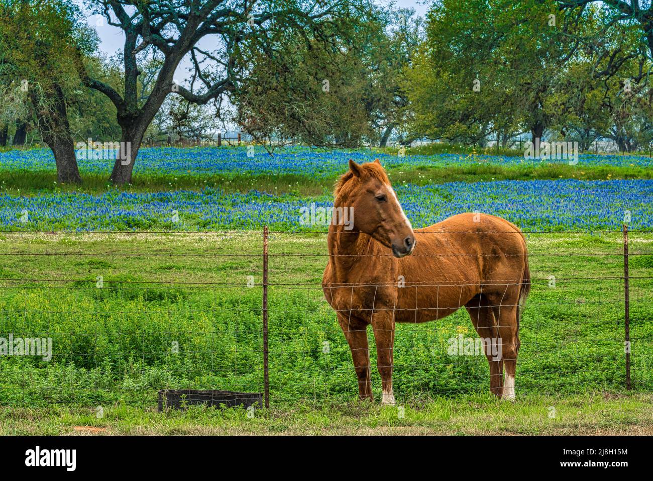 A horse and bluebonnets on a ranch in the Hill Country of Texas Stock ...