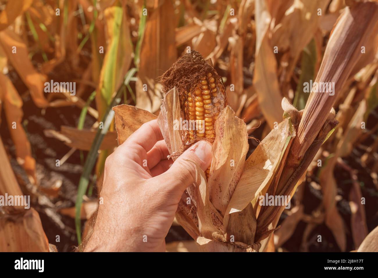 Corn plant damage hi-res stock photography and images - Alamy