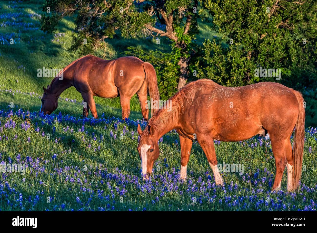 A horse and bluebonnets on a ranch in the Hill Country of Texas Stock ...