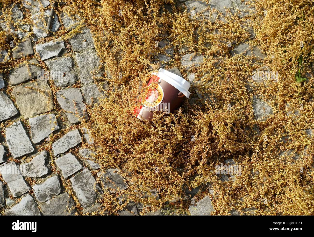 European oak pollen on the sidewalk Stock Photo - Alamy