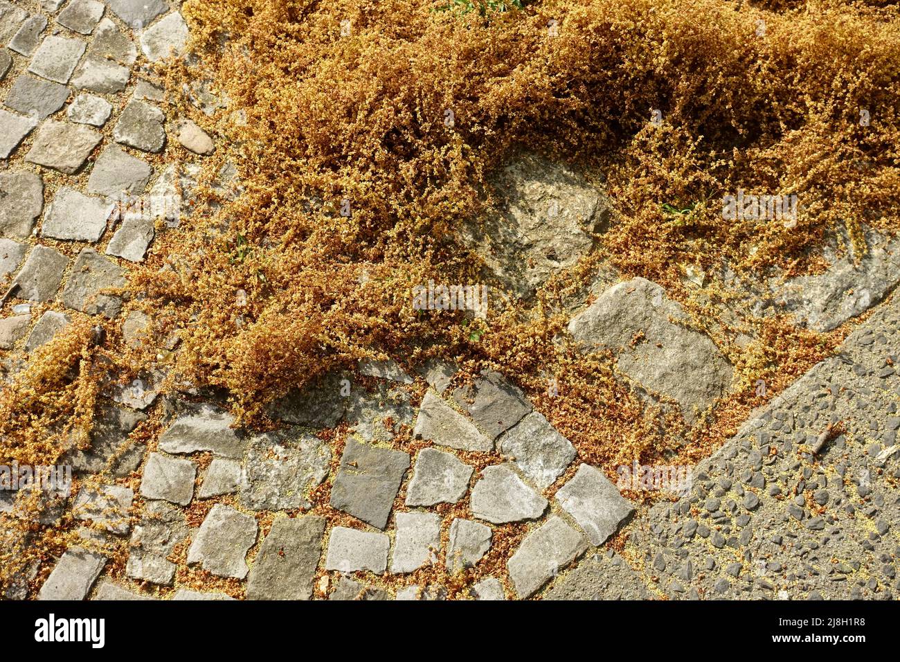 European oak pollen on the sidewalk Stock Photo - Alamy