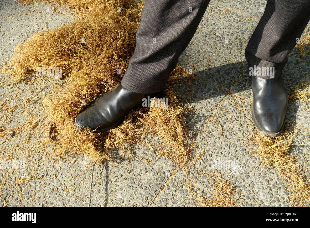 European oak pollen on the sidewalk Stock Photo - Alamy