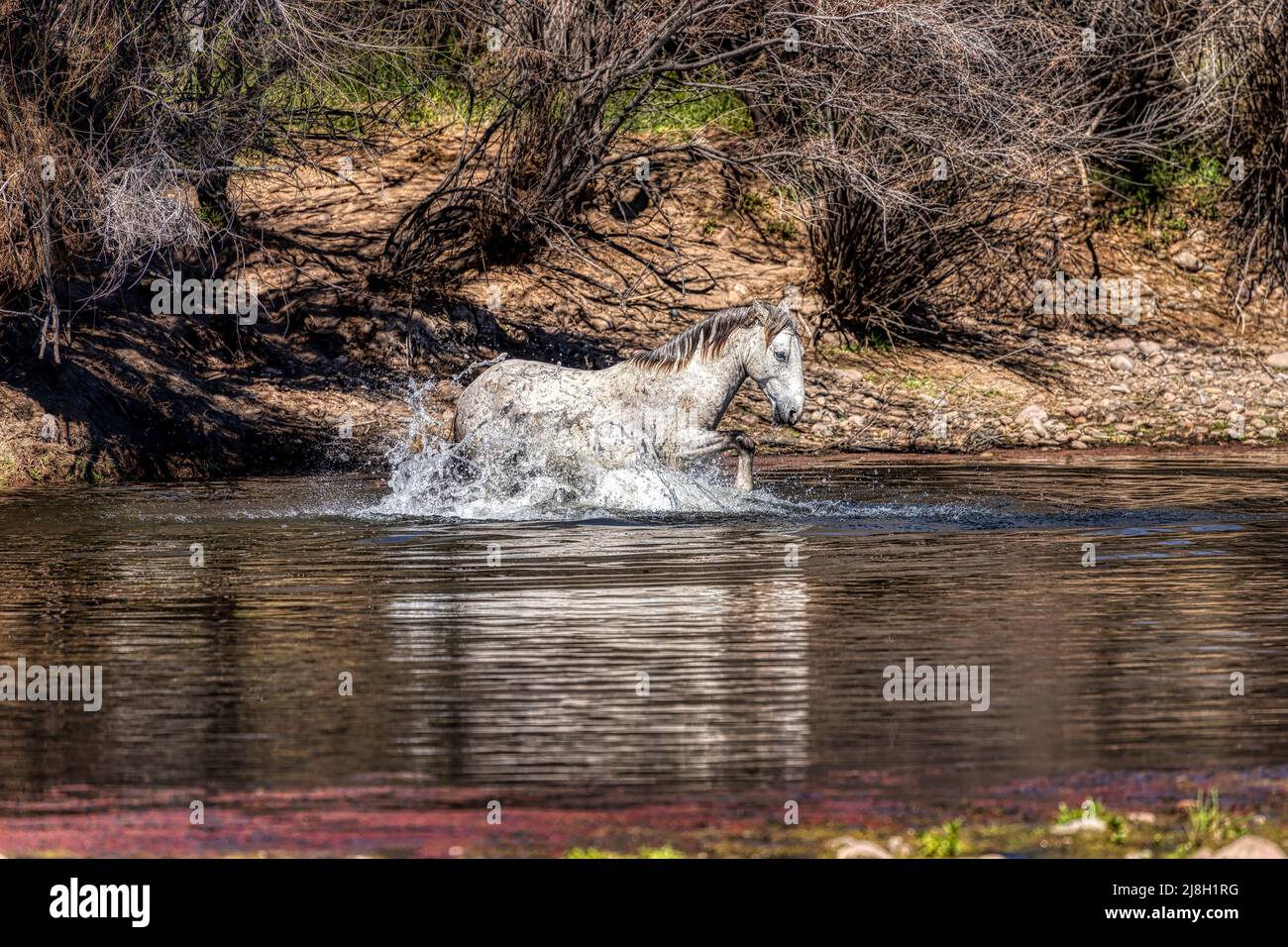 Salt River Wild Horses in Tonto National Forest near Phoenix, Arizona ...