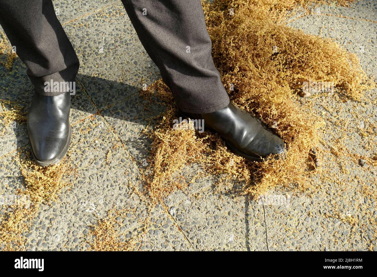 European oak pollen on the sidewalk Stock Photo - Alamy