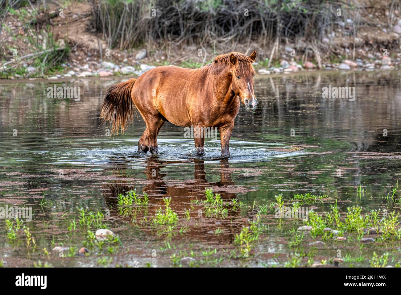 Salt River Wild Horses in Tonto National Forest near Phoenix, Arizona ...