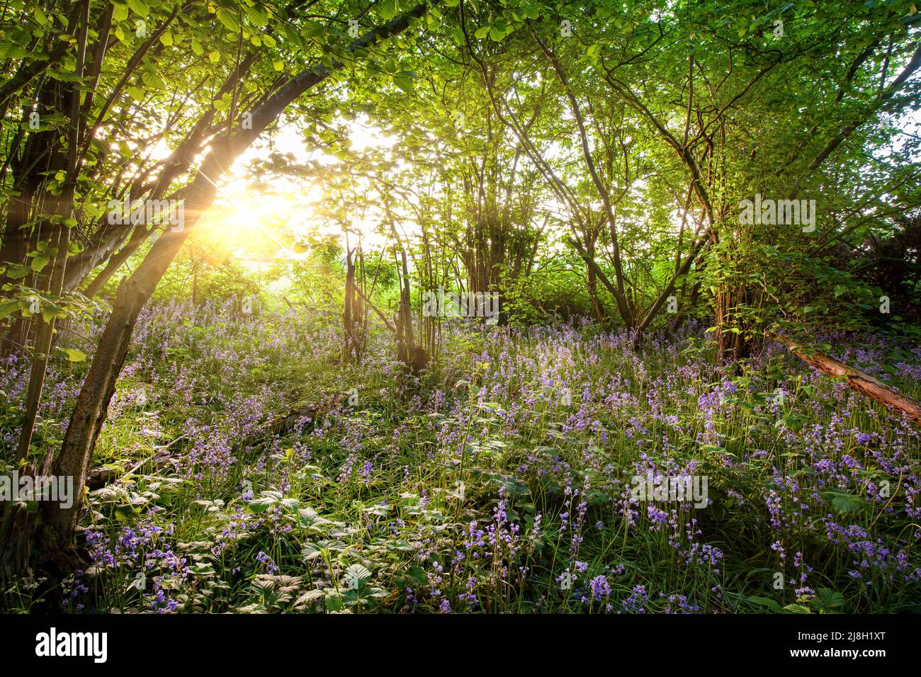 Bluebells trees in landscape hi-res stock photography and images - Alamy