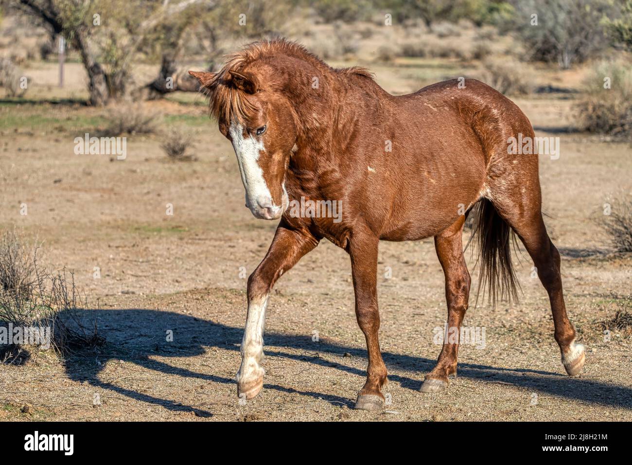 Salt River Wild Horses in Tonto National Forest near Phoenix, Arizona ...