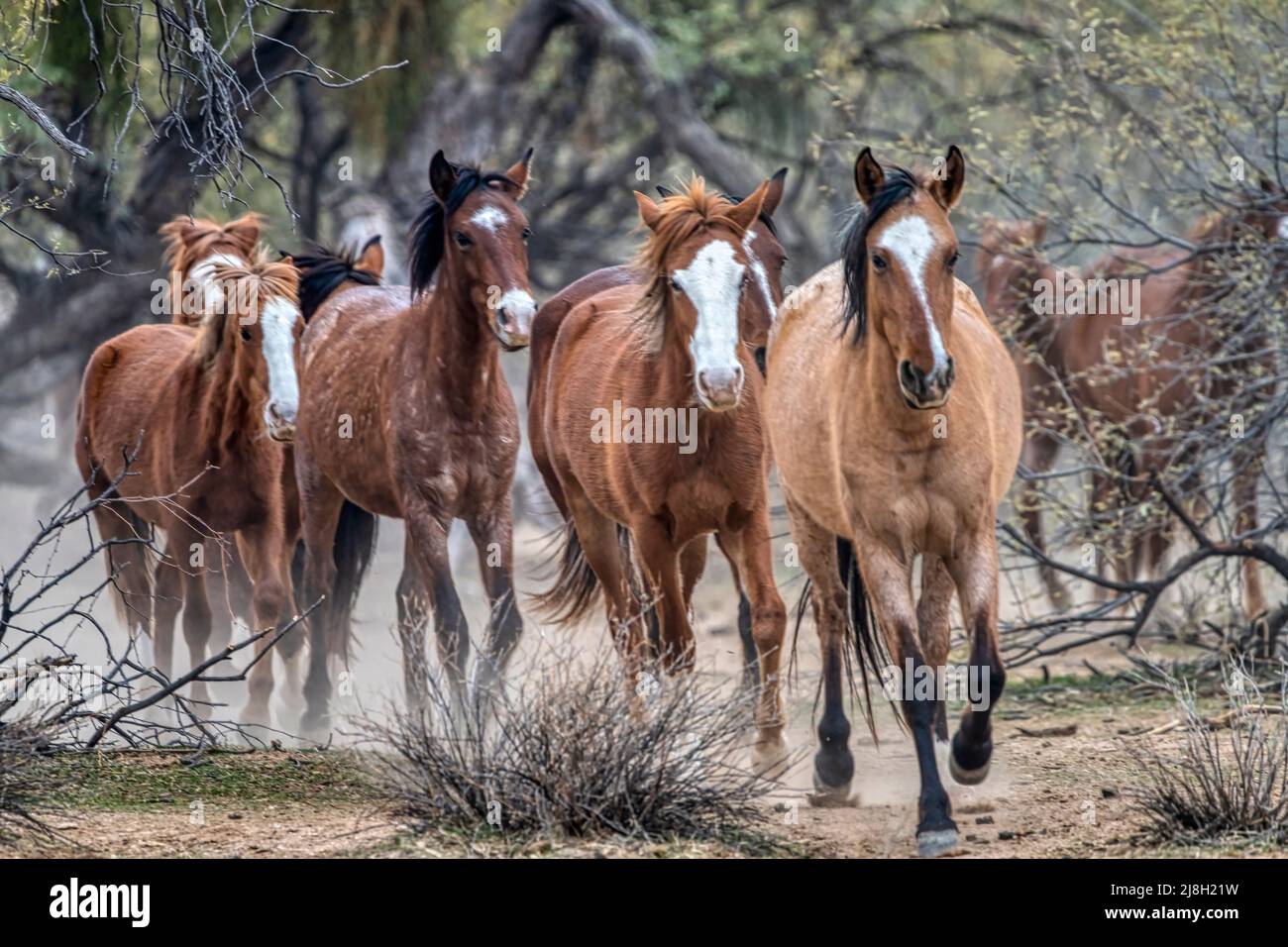 Salt River Wild Horses in Tonto National Forest near Phoenix, Arizona ...
