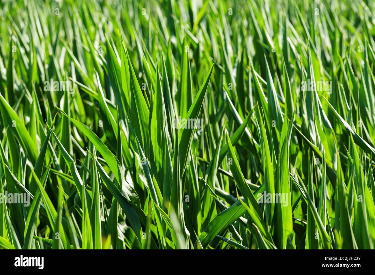 Sorghum bicolor crops leaves in field, closeup with selective focus ...