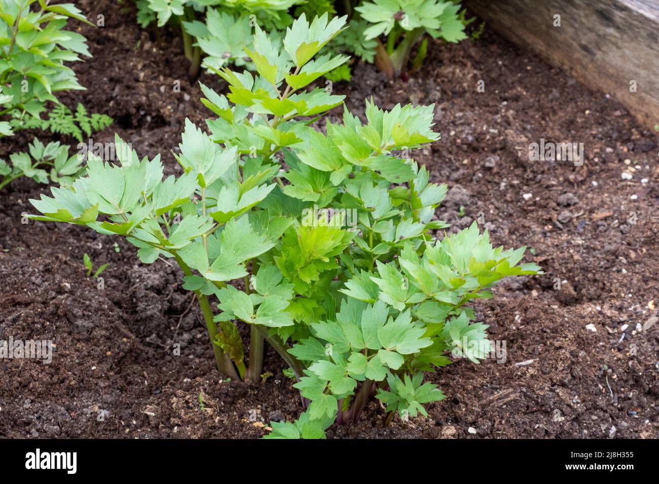 Spices and Herbs, Lovage plant (Levisticum officinale) growing in the ...