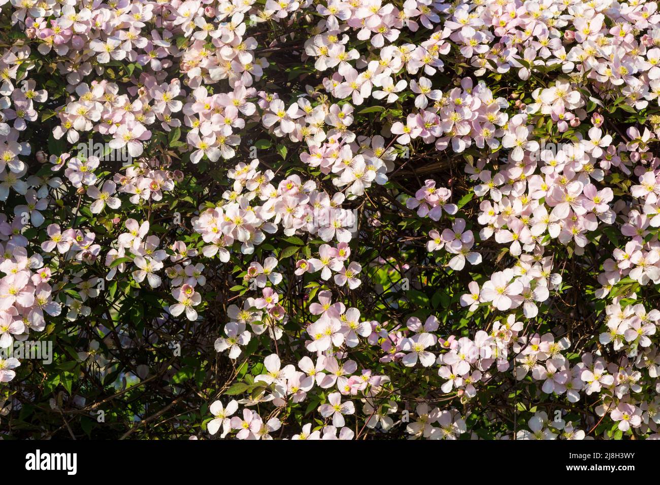 Mountain clematis (Clematis montana) flowers on plant creeping on fence ...