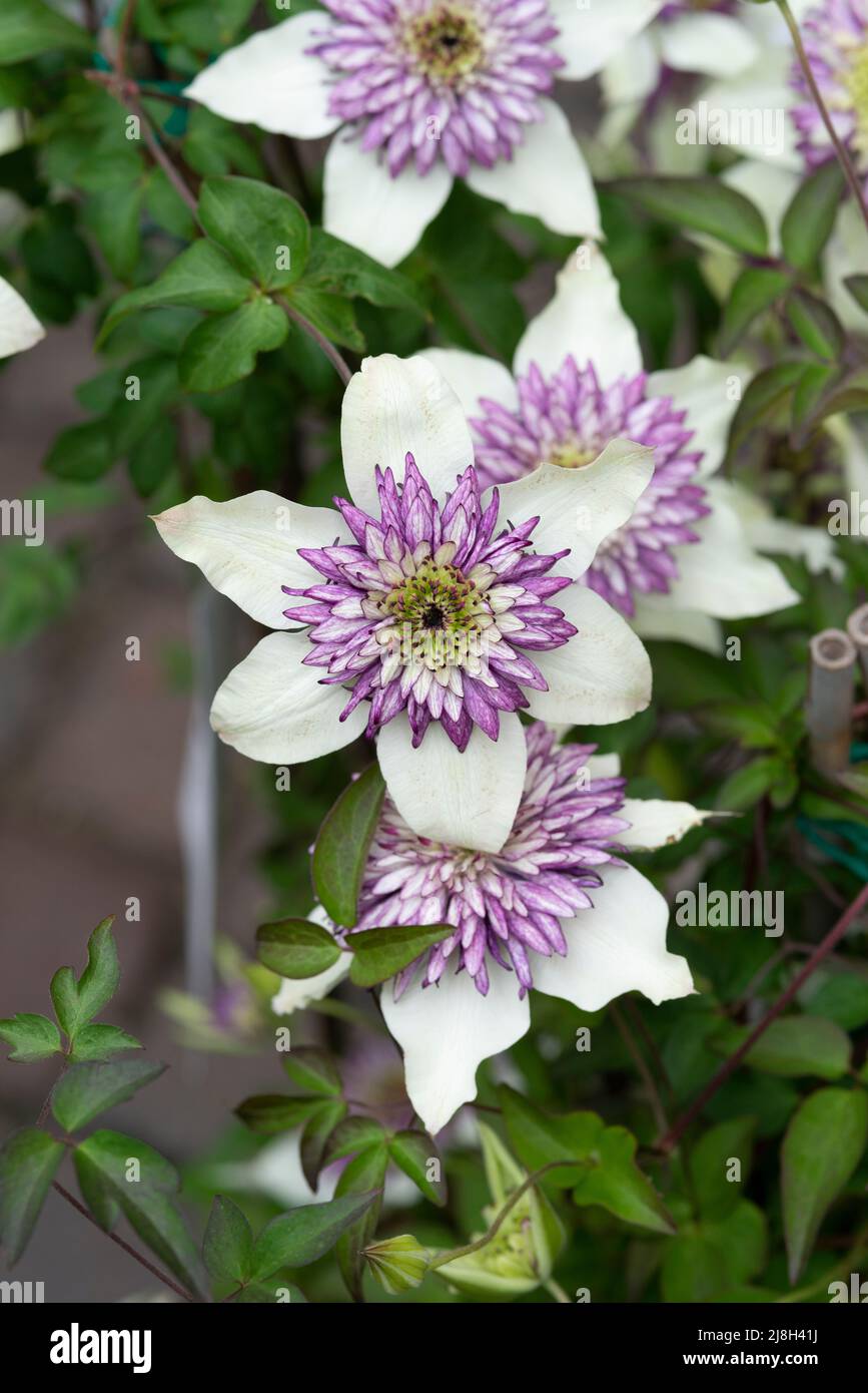 Clematis Viennetta Flower, Blossom Stock Photo - Alamy