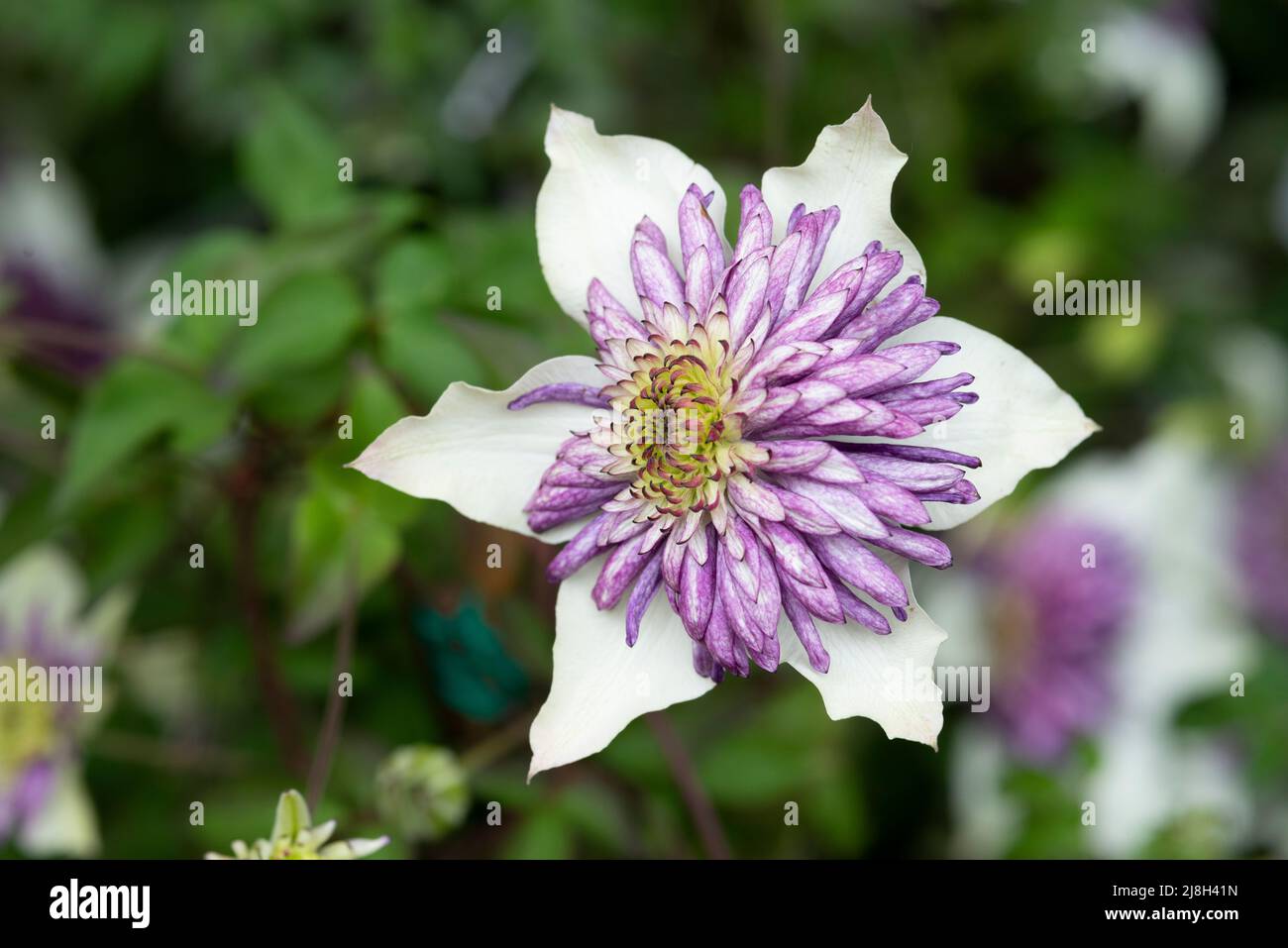 Clematis viennetta hi-res stock photography and images - Alamy