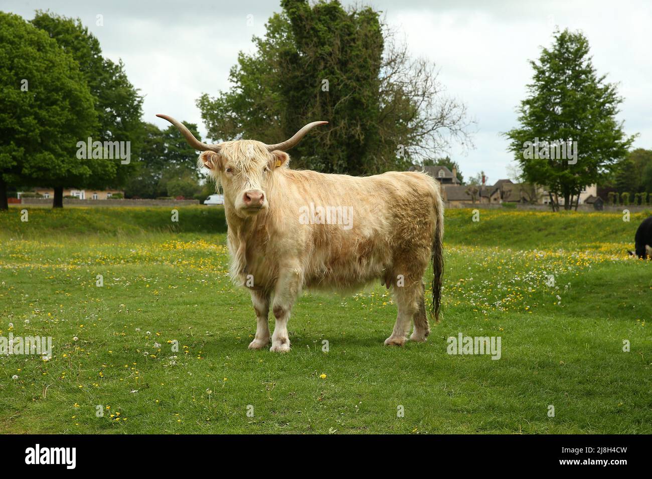 Minchinhampton common cattle hi-res stock photography and images - Alamy