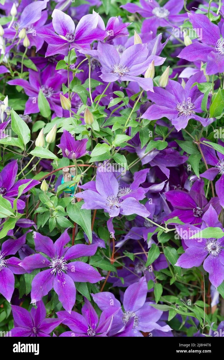 Myoporaceae hi-res stock photography and images - Alamy